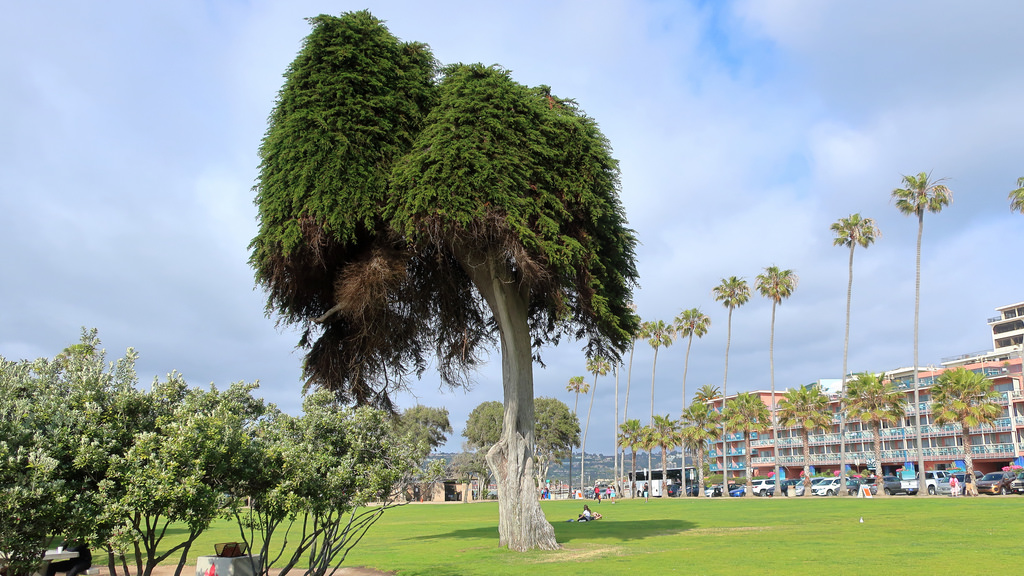 Dr. Seuss - 'The Lorax Tree' and La Jolla